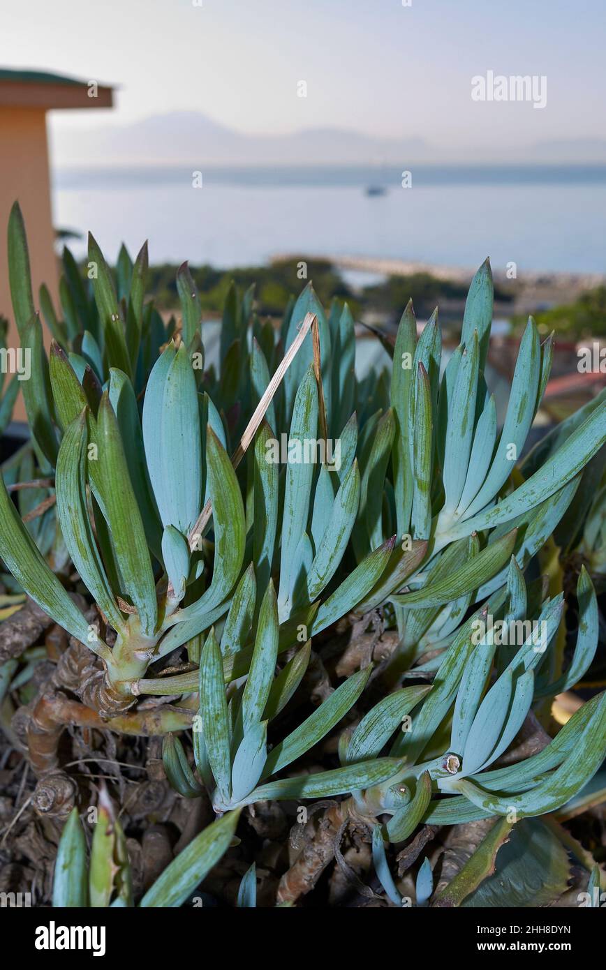 Senecio repens hi-res stock photography and images - Alamy