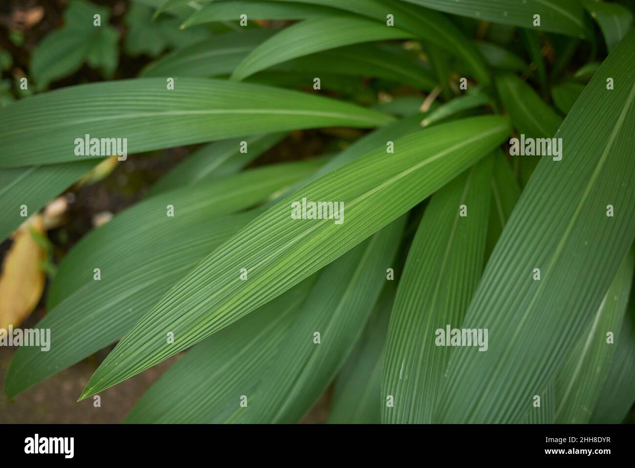 Setaria palmifolia textured leaves Stock Photo - Alamy