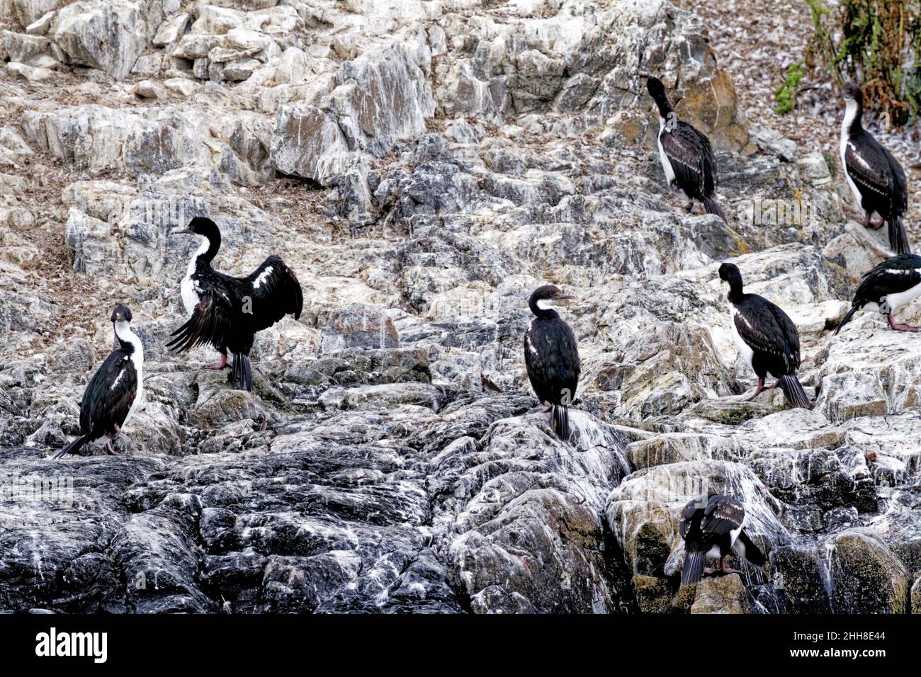 Colony of Imperial Cormorants (Leucocarbo atriceps) in the Beagle ...