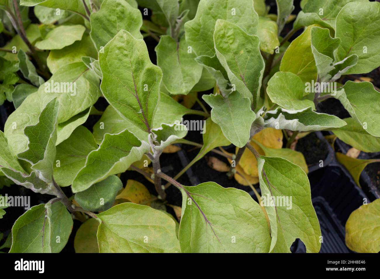 Solanum melongena fresh plant Stock Photo - Alamy
