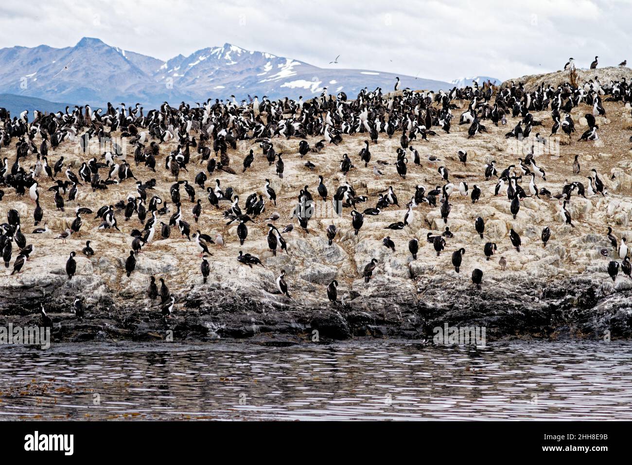 Colony of Imperial Cormorants (Leucocarbo atriceps) in the Beagle ...