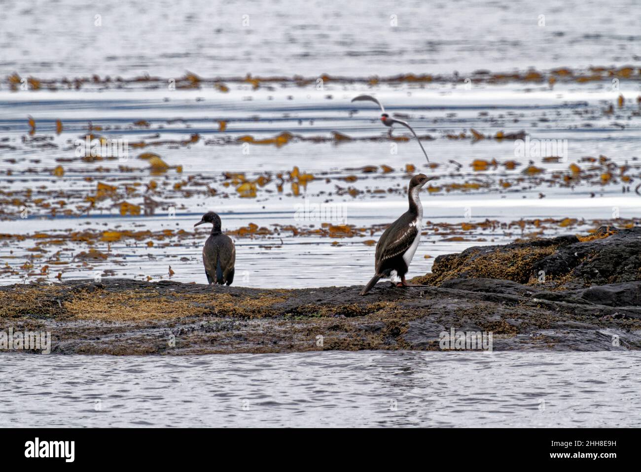 Colony of Imperial Cormorants (Leucocarbo atriceps) in the Beagle ...
