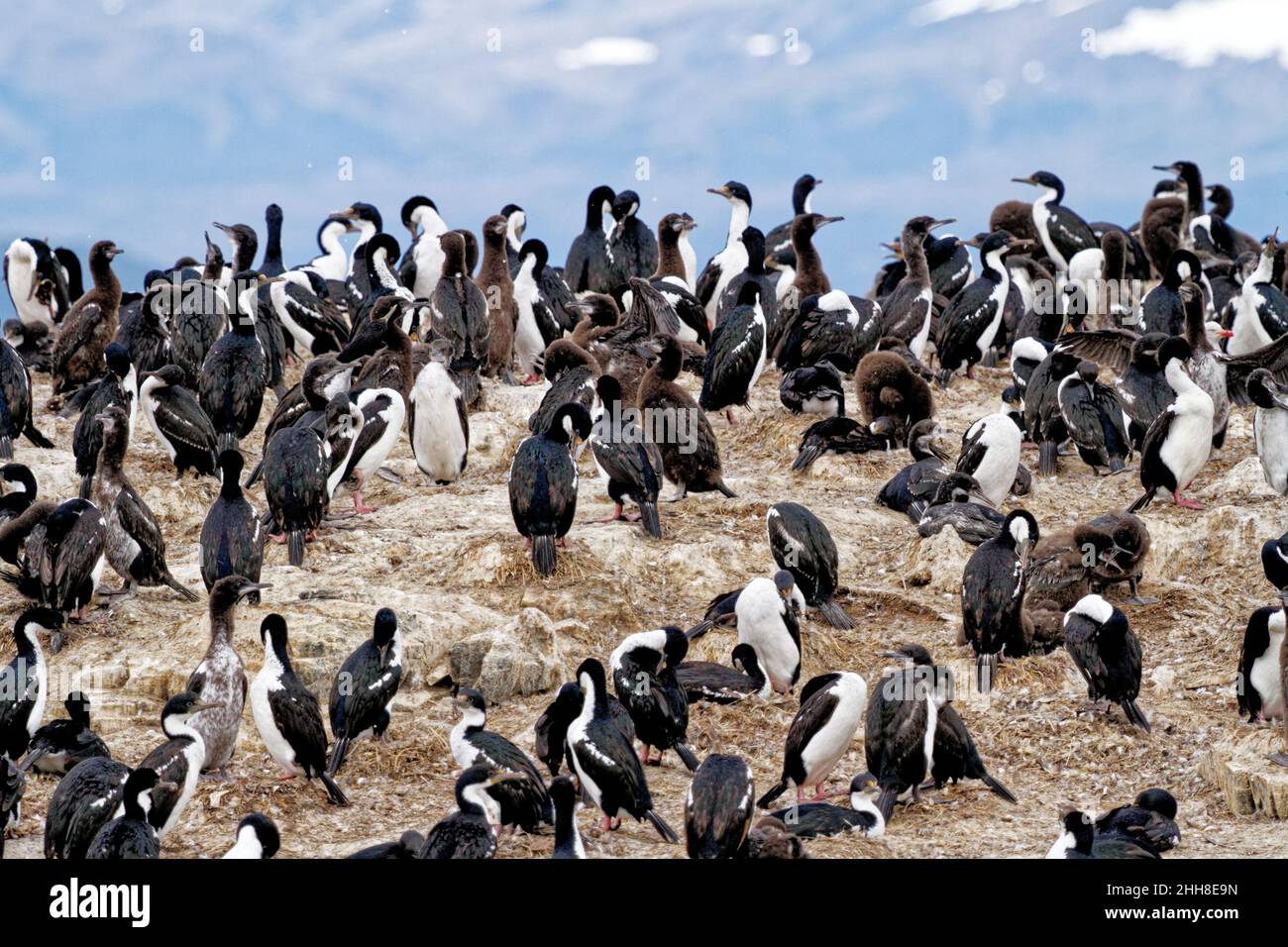 Colony of Imperial Cormorants (Leucocarbo atriceps) in the Beagle ...