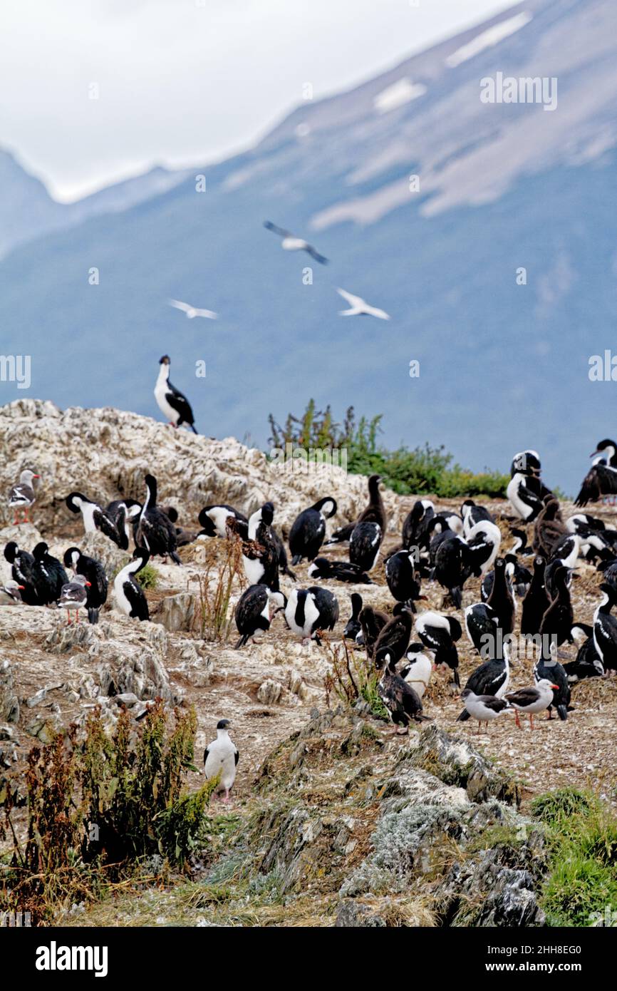 Colony of Imperial Cormorants (Leucocarbo atriceps) in the Beagle ...