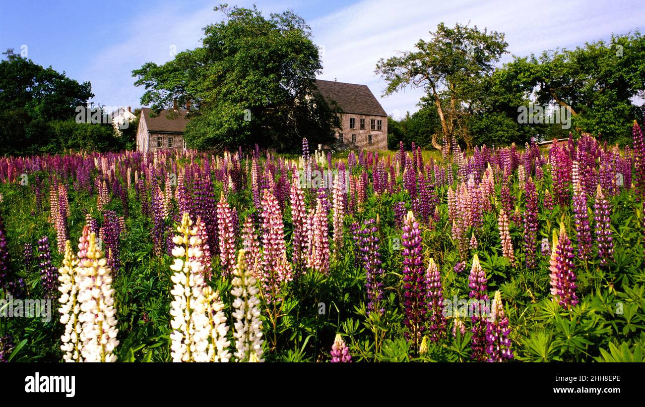 New England field of spring wildflowers Stock Photo - Alamy
