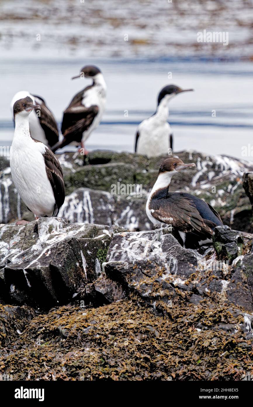 Colony of Imperial Cormorants (Leucocarbo atriceps) in the Beagle ...