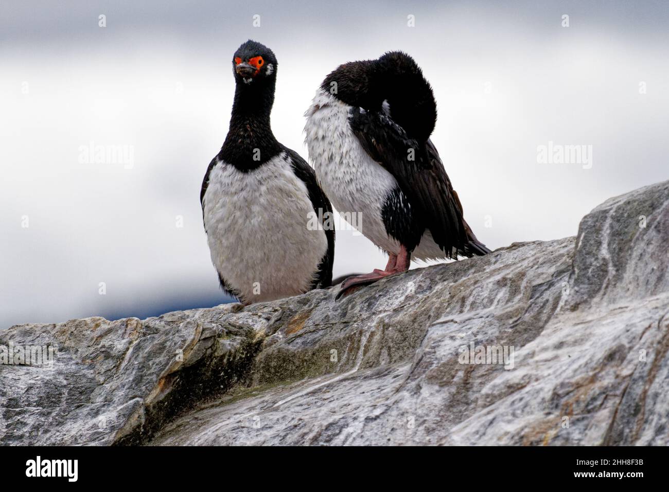 Colony of Imperial Cormorants (Leucocarbo atriceps) in the Beagle ...