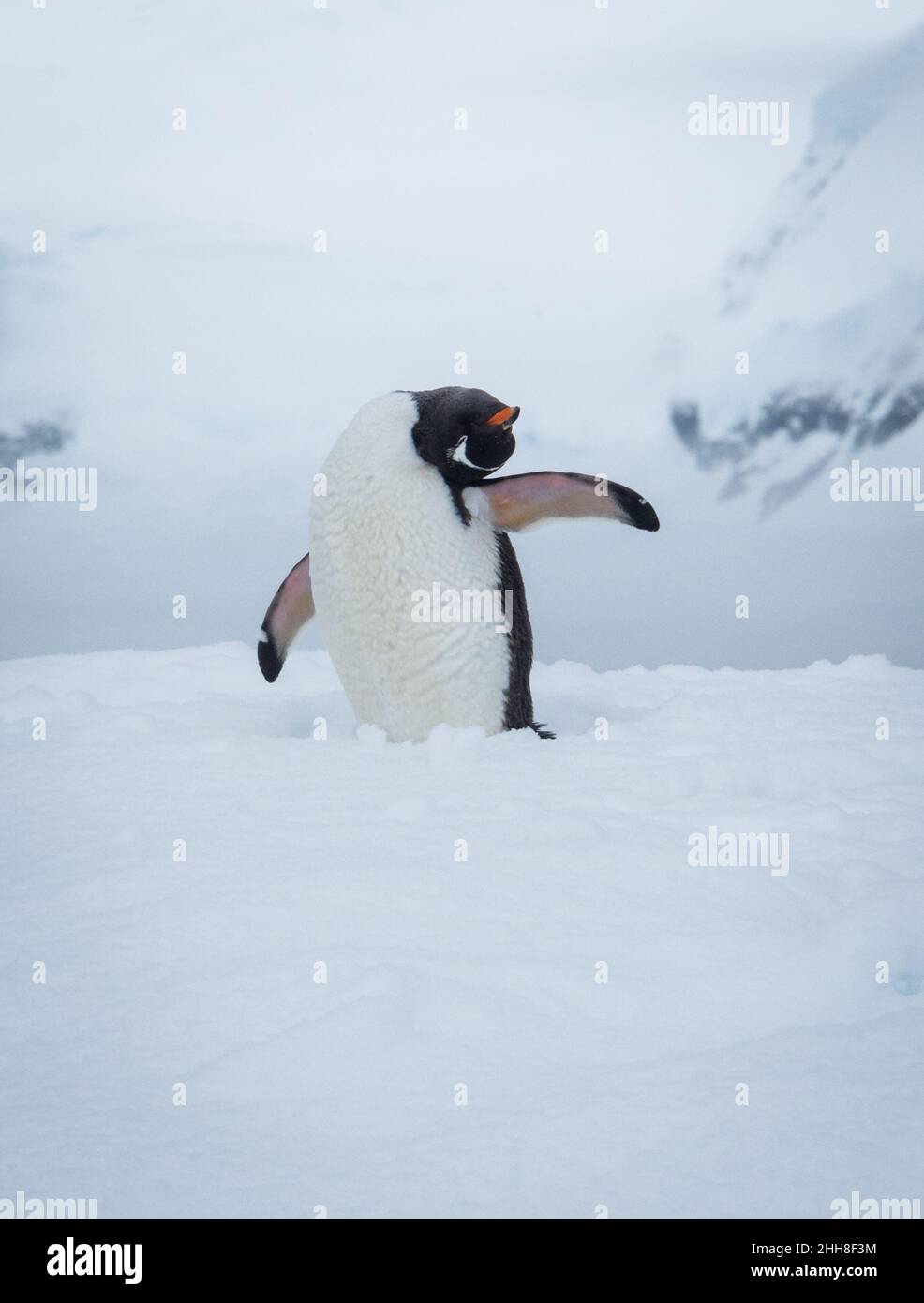 a penguin stretching on ice in Antarctica Stock Photo - Alamy