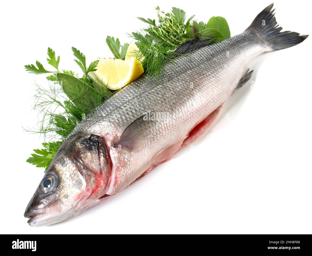 Wolf fish hi-res stock photography and images - Alamy
