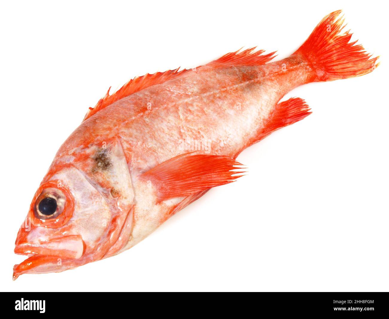 Red Perch on white Background Stock Photo - Alamy