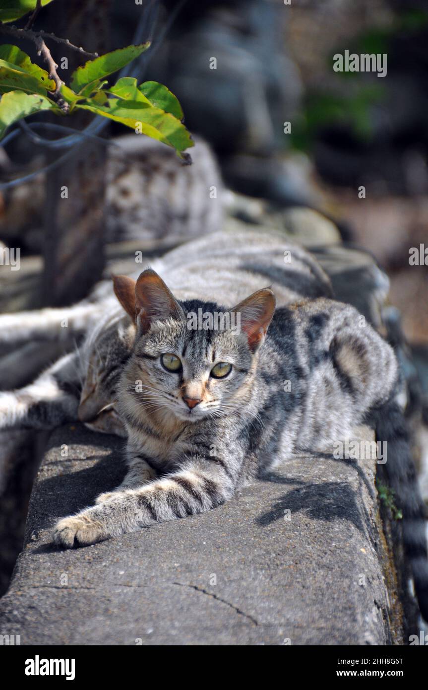 Ma hang village hi-res stock photography and images - Alamy