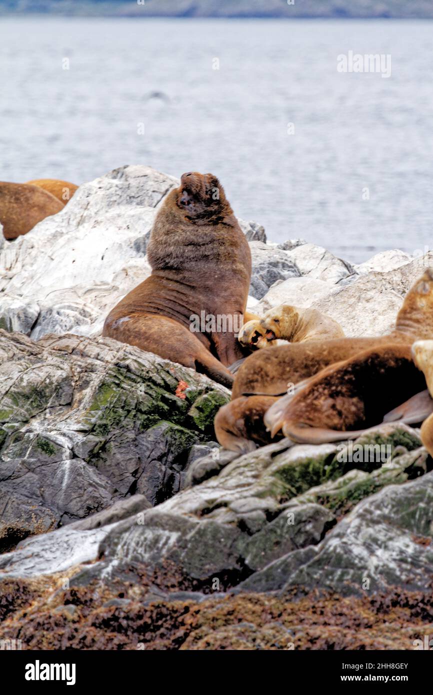 Group of Sea Lions on the Rocky La Isla de Los Lobos Islan in Beagle ...