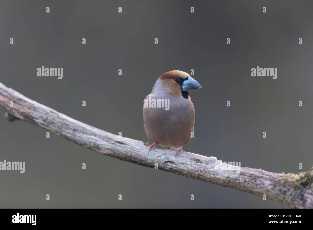 common European Hawfinch Coccothraustes coccothraustes in close view in ...