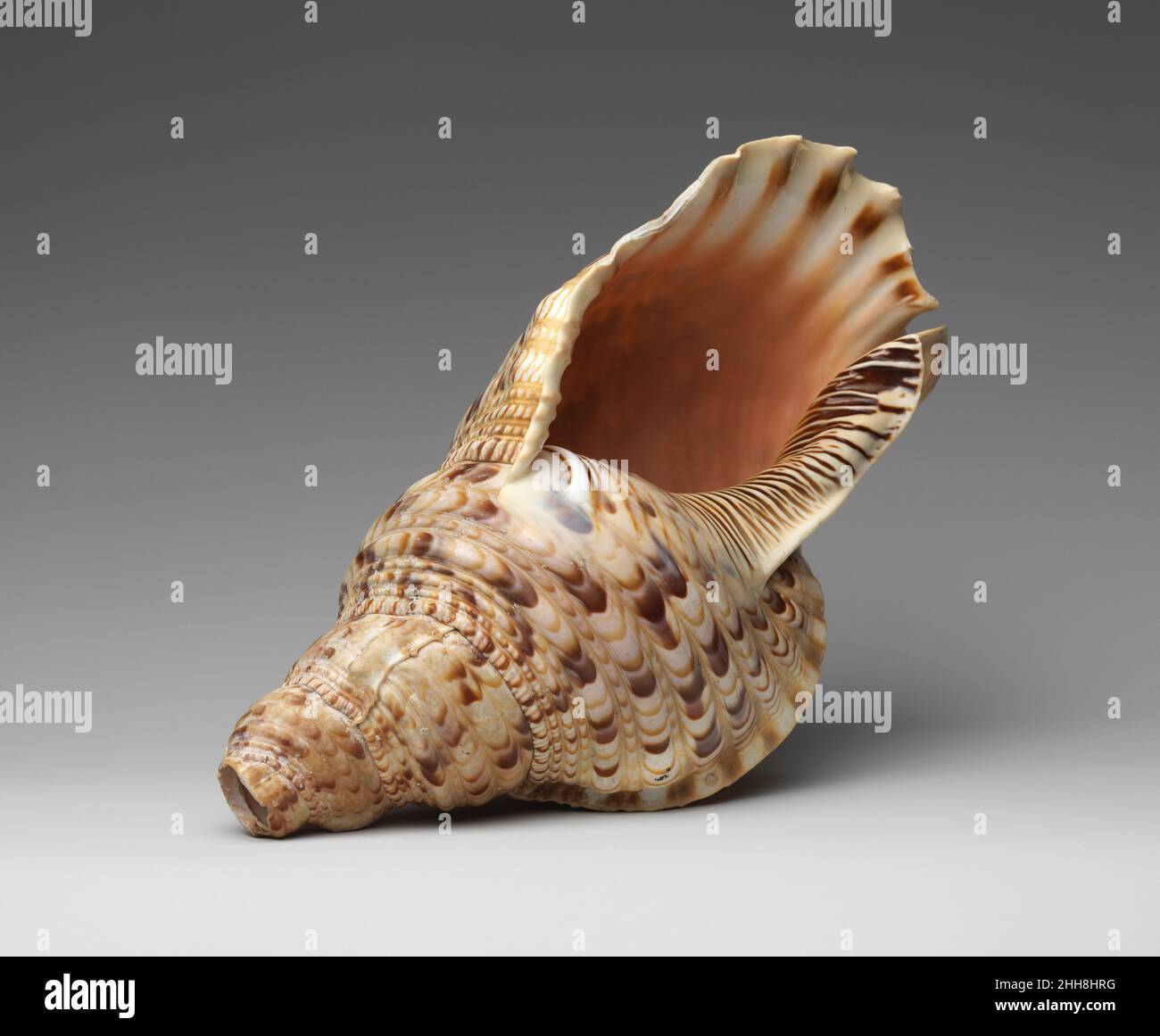 Conch Shell Trumpet late 19th century Melanesian. Conch Shell Trumpet ...