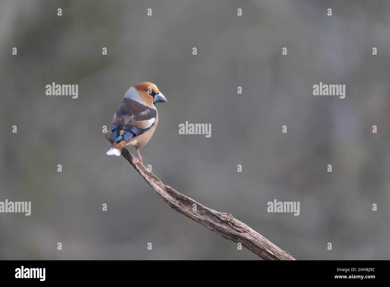 common European Hawfinch Coccothraustes coccothraustes in close view in ...