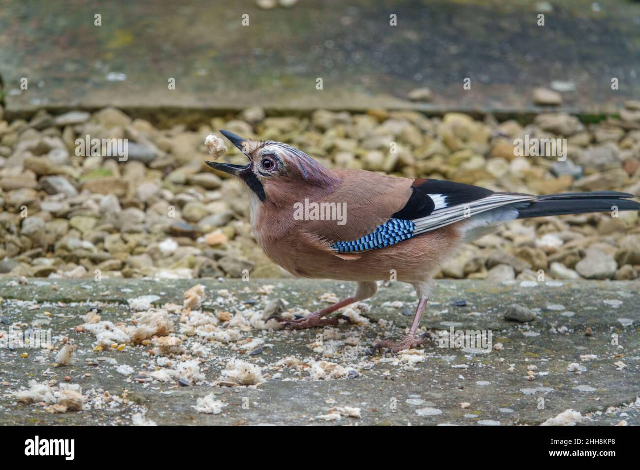 close up of a jay (Garrulus glandarius) eating bird seed and bread from ...