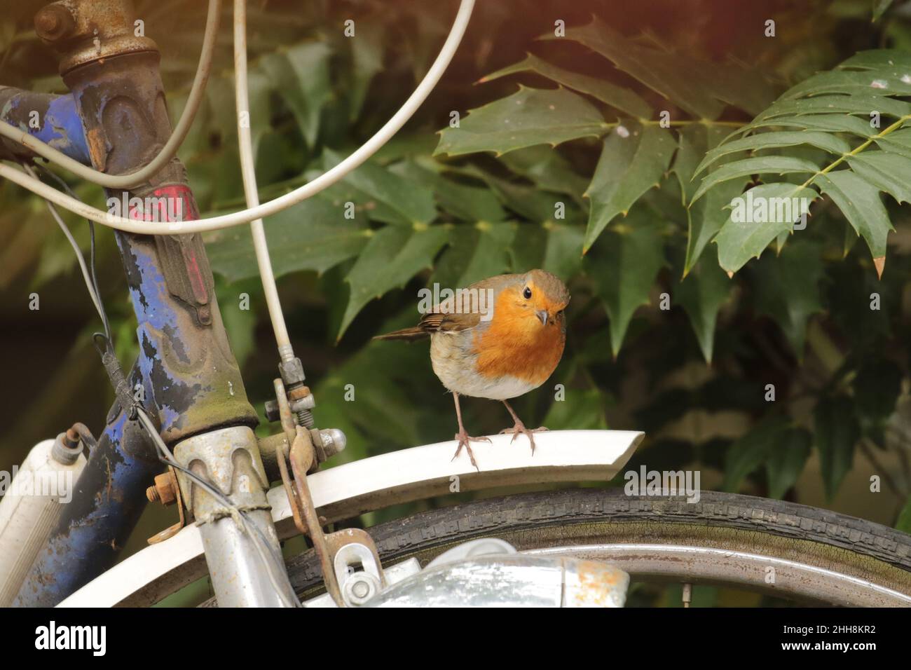 British and European Robin Stock Photo - Alamy