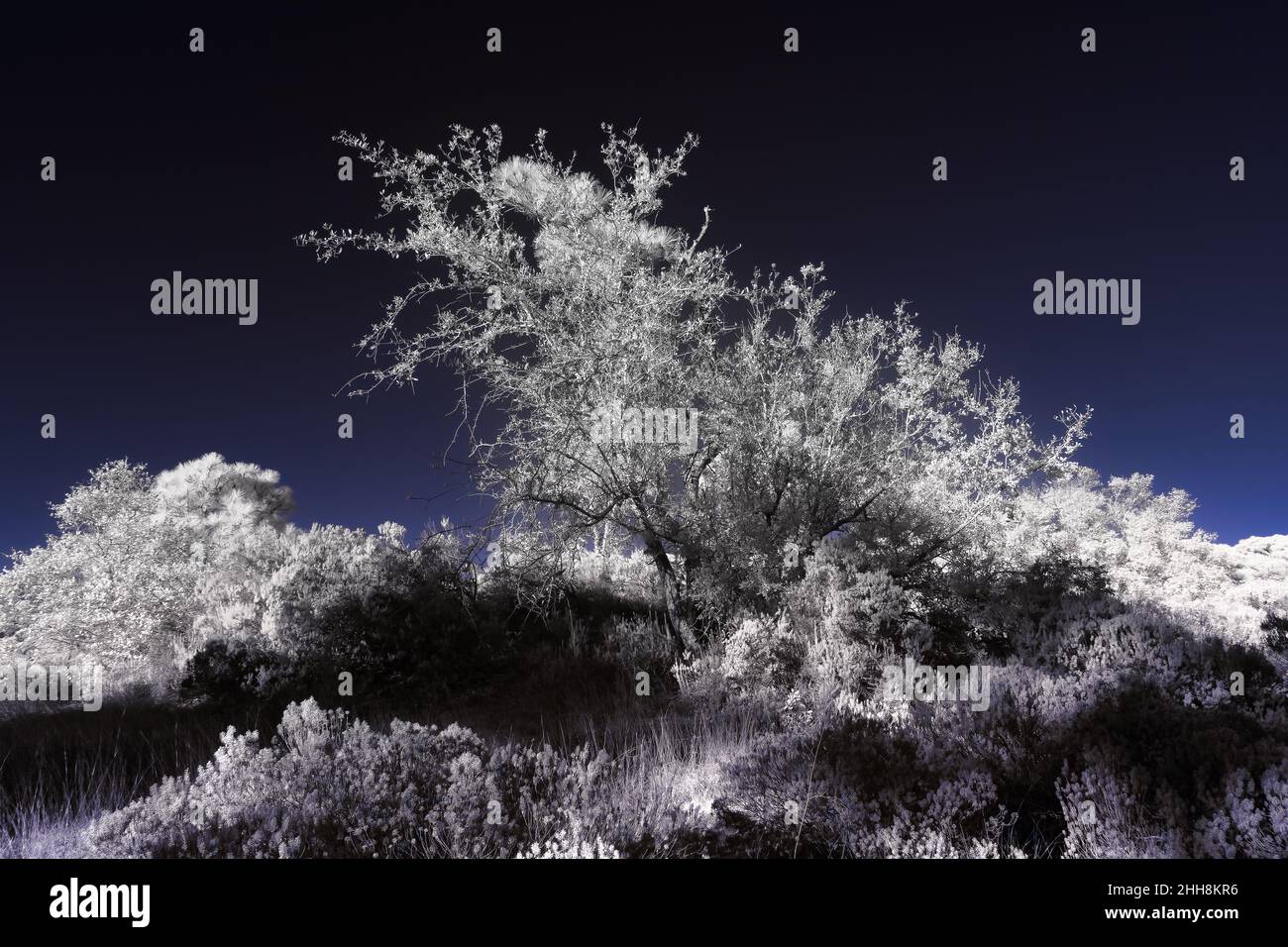 Infrared Photography makes Trees Glow IR720 Stock Photo - Alamy
