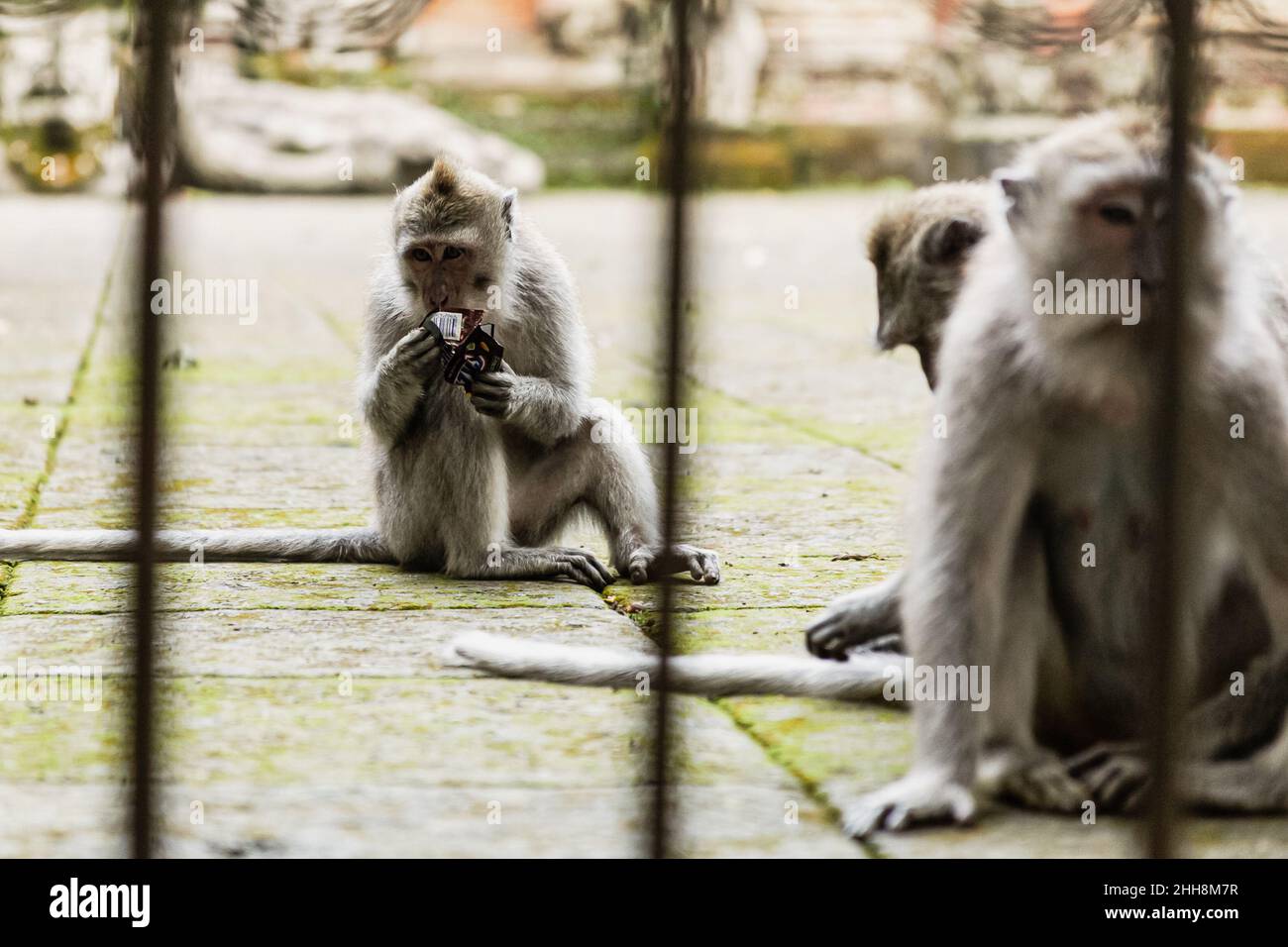 Monkey eating a chocolate, Bali, Indonesia Stock Photo - Alamy