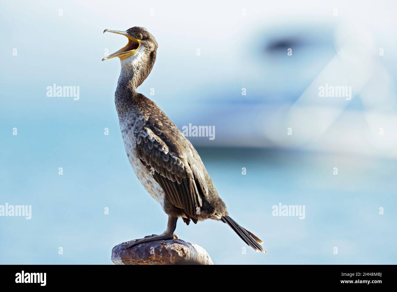 Laughing bird hi-res stock photography and images - Alamy