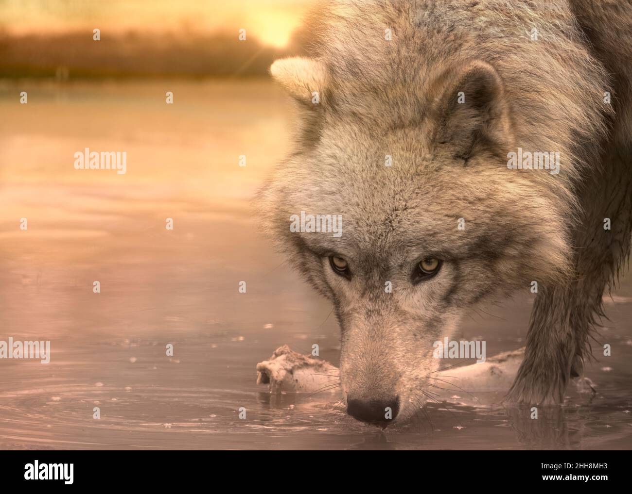 Wolf bone hi-res stock photography and images - Alamy