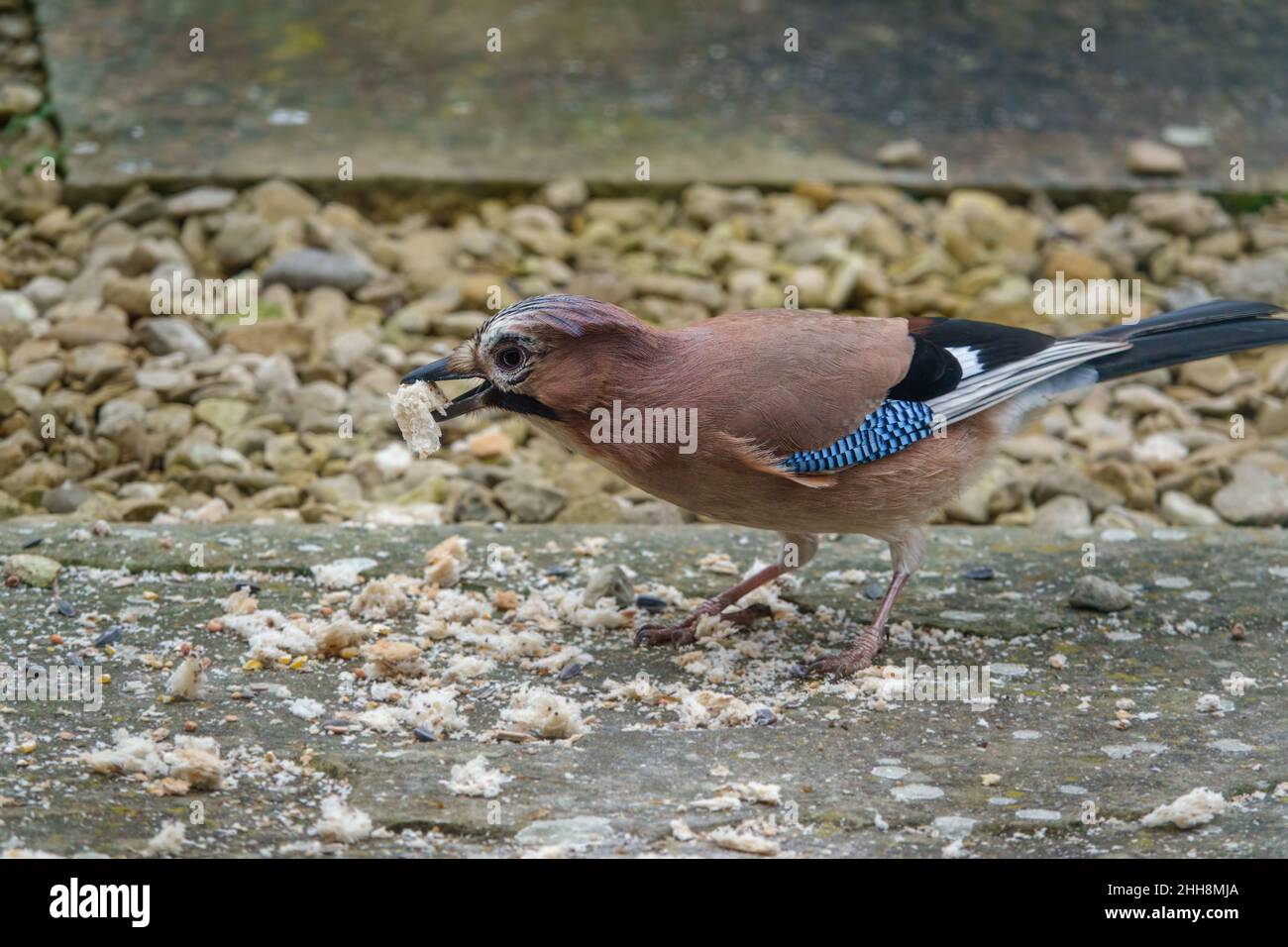 close up of a jay (Garrulus glandarius) eating bird seed and bread from ...