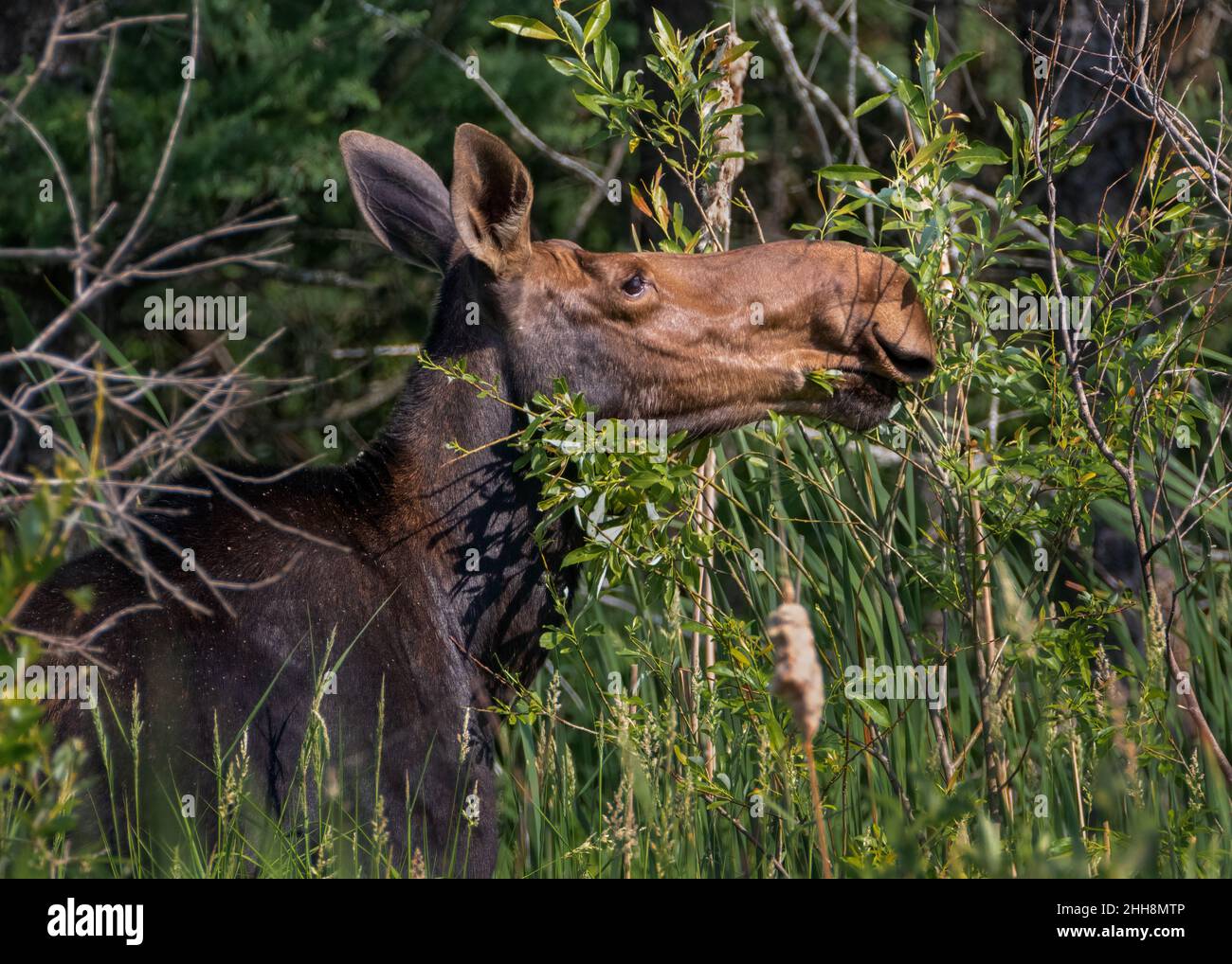 Closeup of Moose eating willow shrubs branches Stock Photo - Alamy