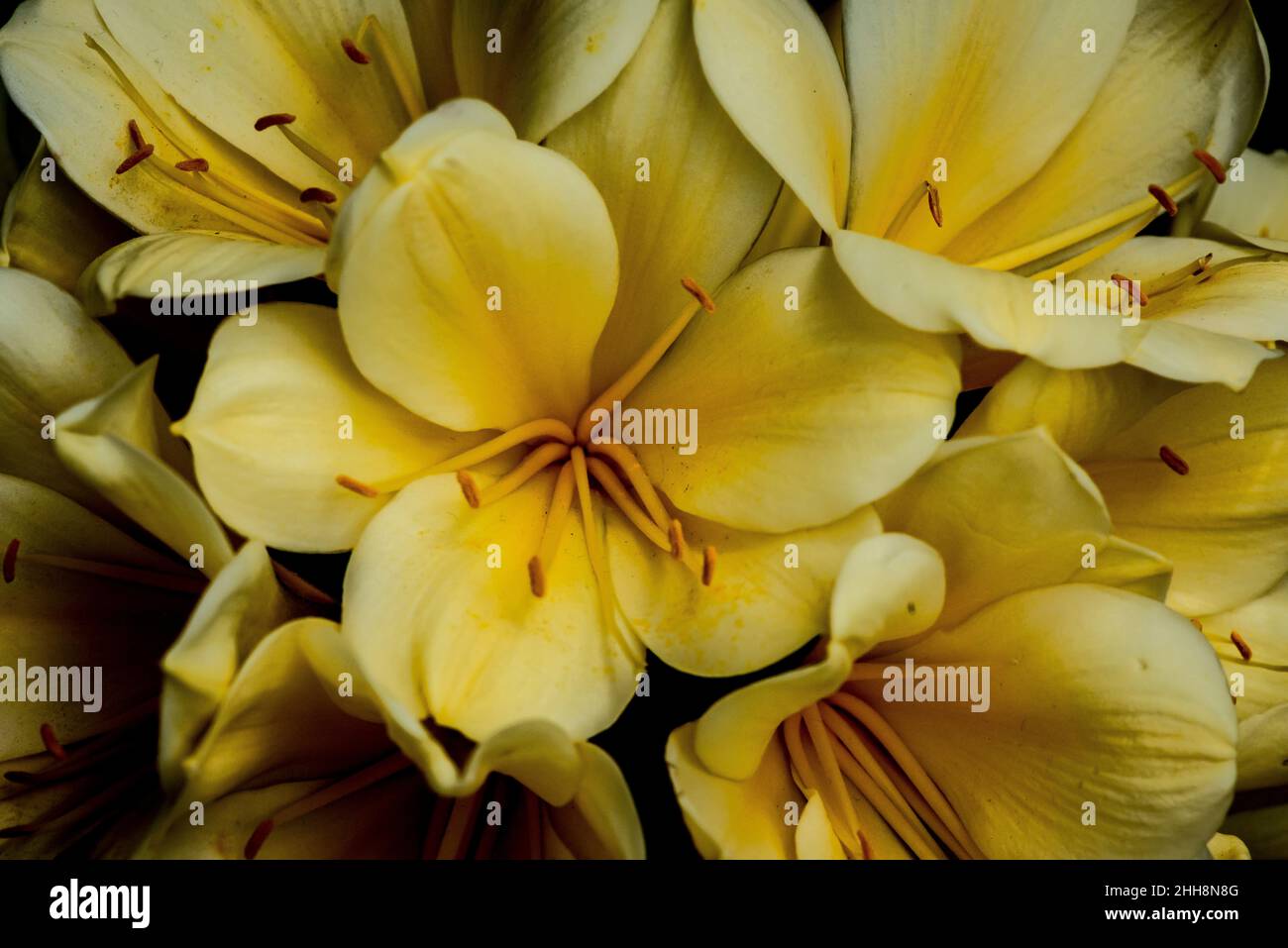 Group of yellow flowers hi-res stock photography and images - Alamy