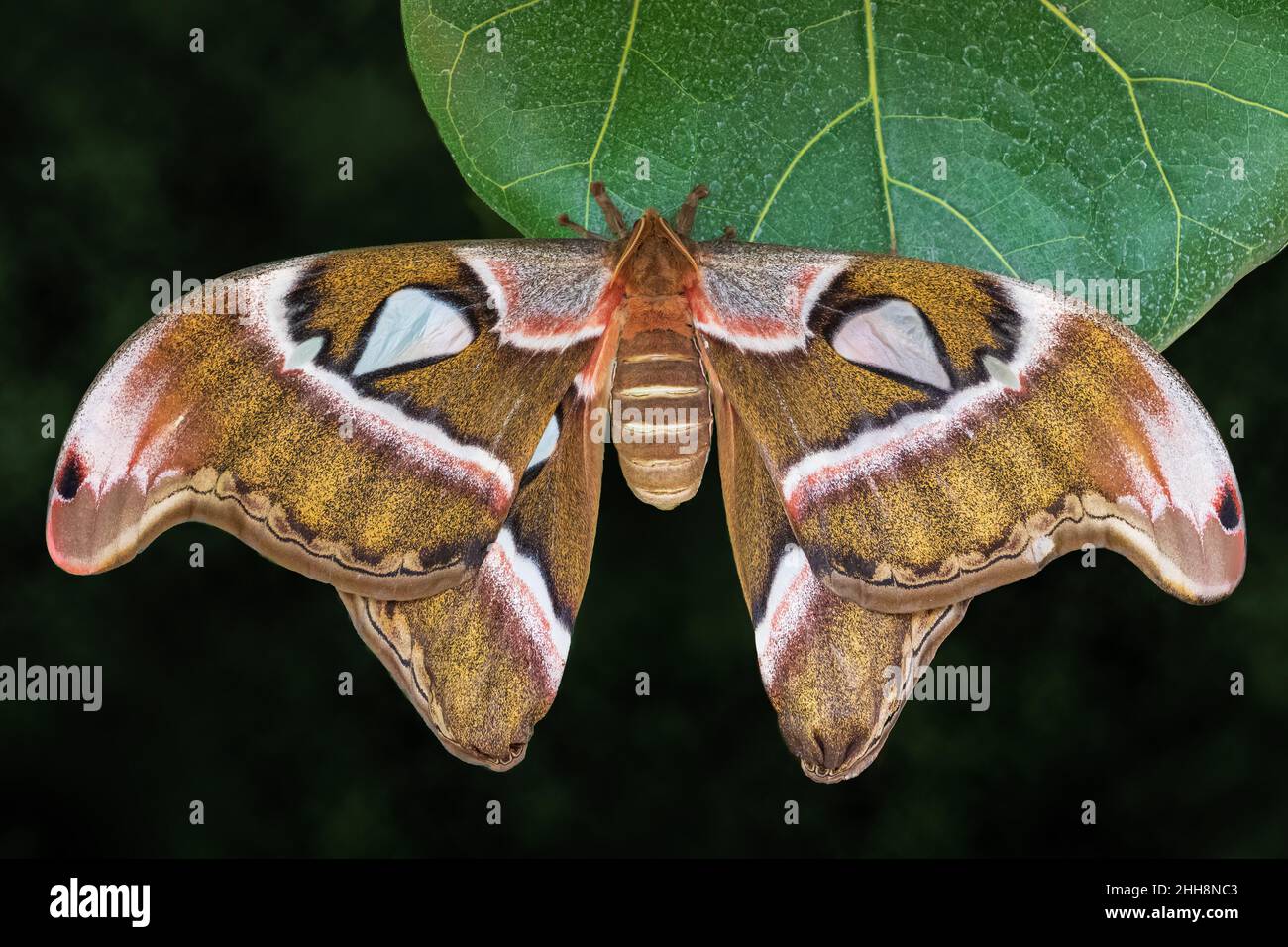 Female Atlas moth on green leaf against dark background Stock Photo - Alamy