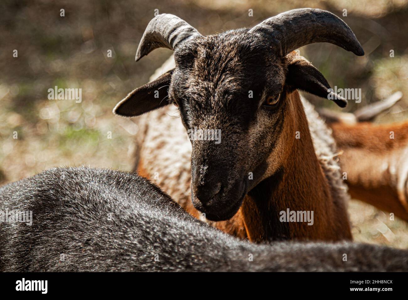 Brown adult goat looking Stock Photo - Alamy