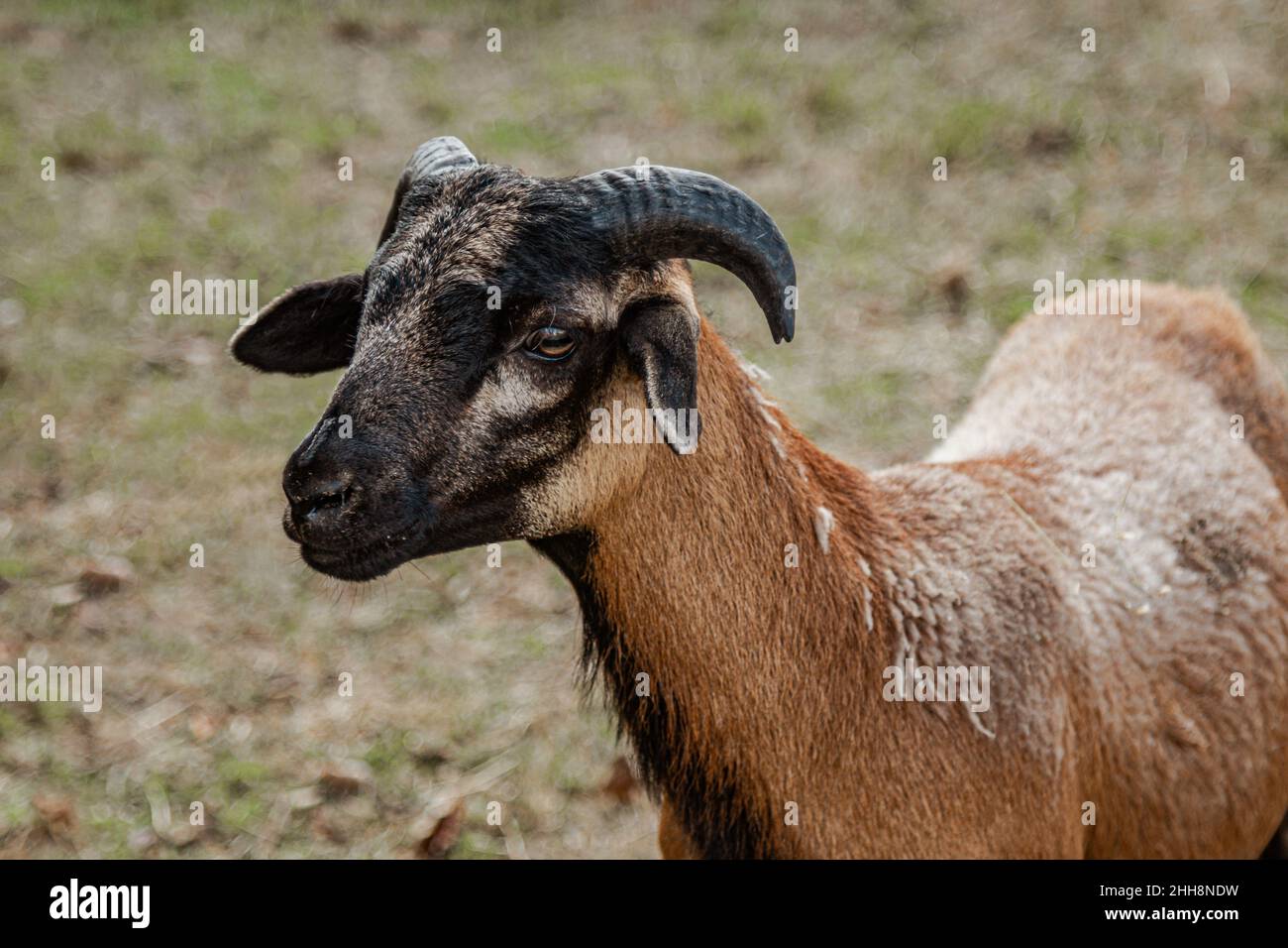 Brown goat asking difficult questions Stock Photo - Alamy