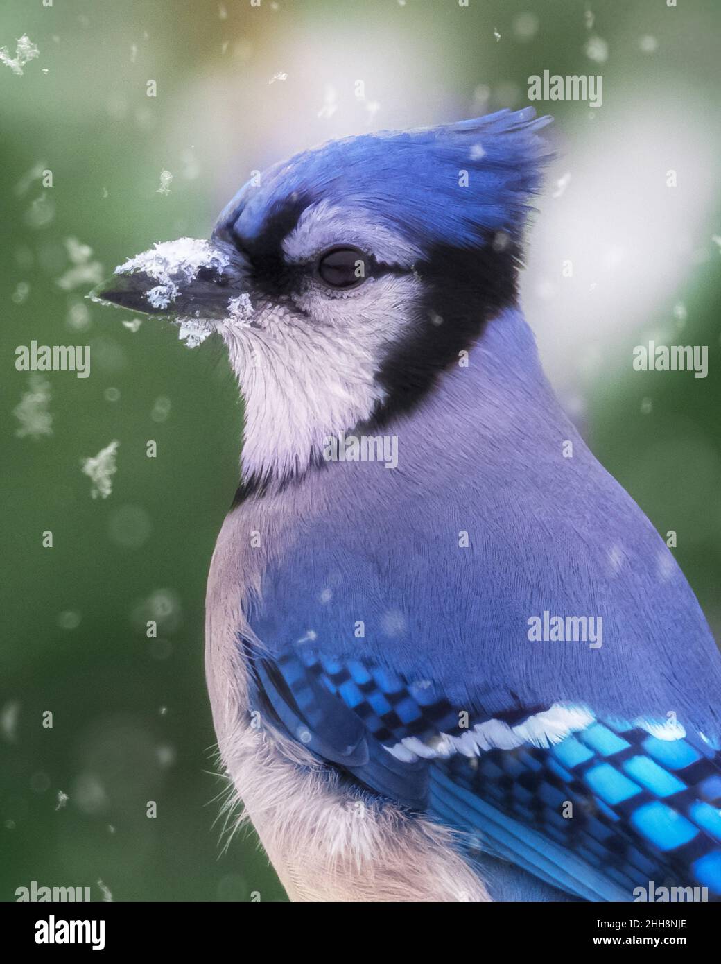 Beautiful closeup side view portrait of Blue Jay under light snow Stock ...