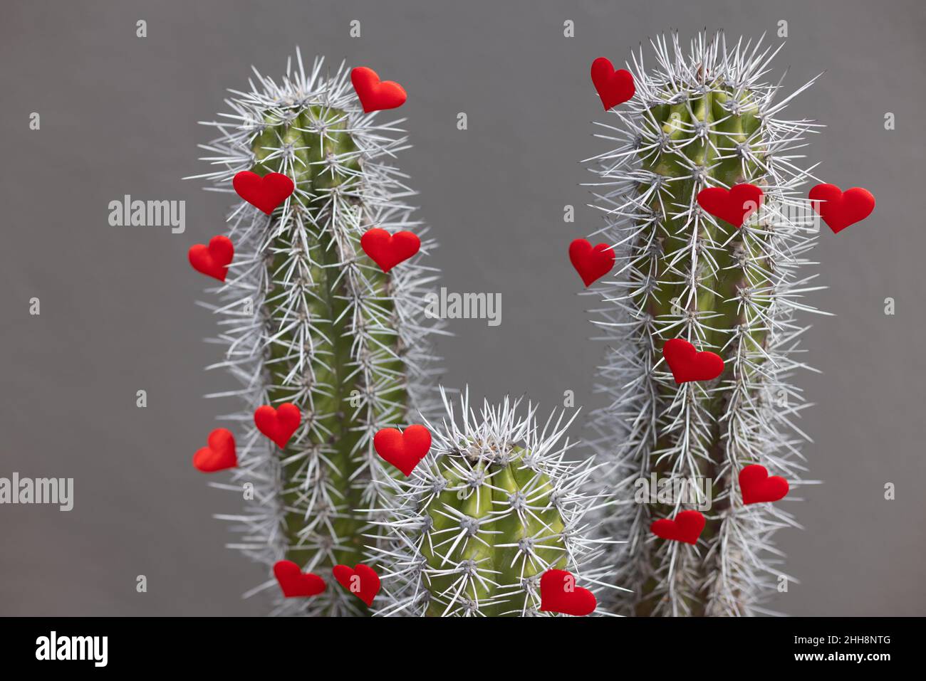 Cacti with small red hearts. Selective focus Stock Photo - Alamy