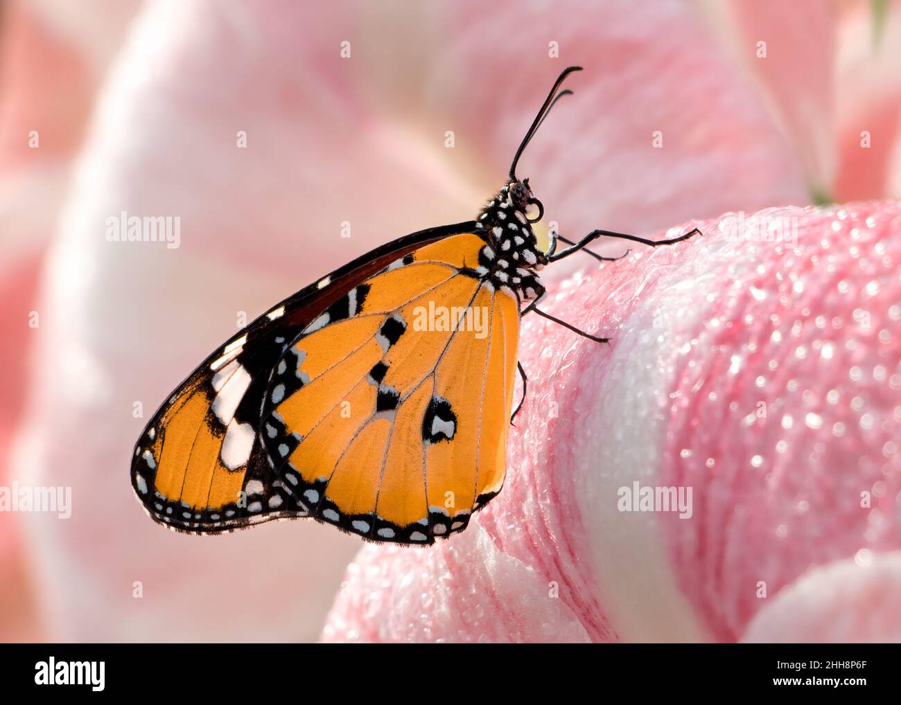 Beautiful butterfly standing on hi-res stock photography and images - Alamy