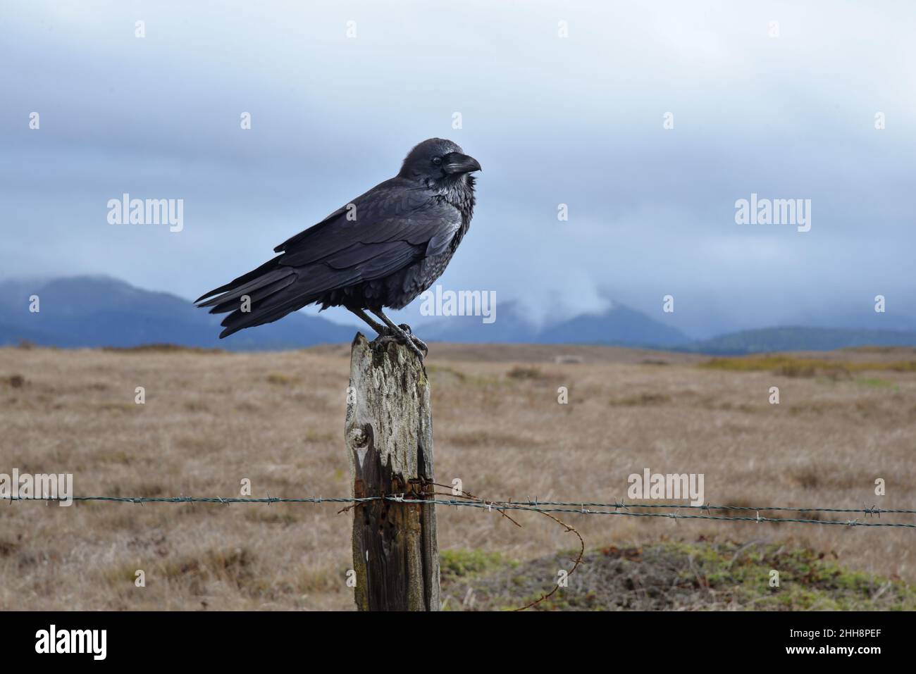 The crow r hi-res stock photography and images - Alamy