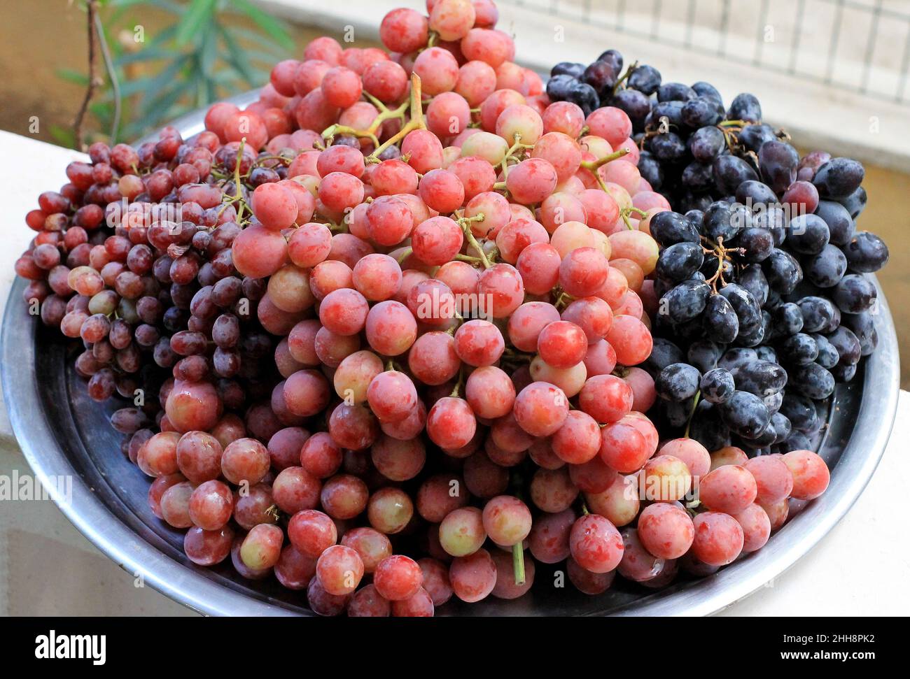 Ripe grapes of different varieties on a large tray. Grapes ripe red and ...