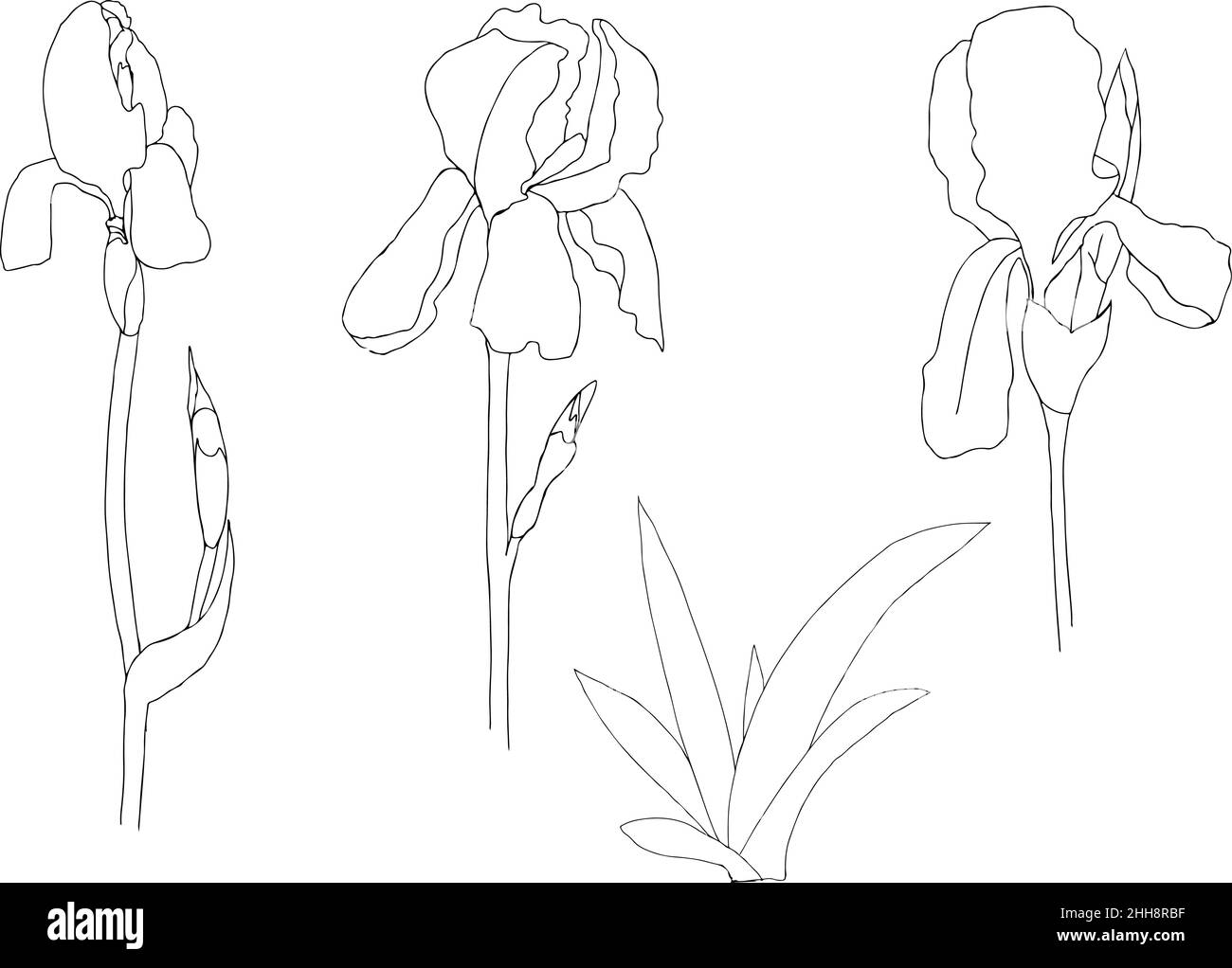 Iris flower line art, sketch Stock Vector Image & Art - Alamy
