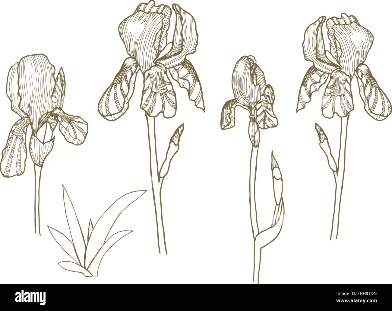 Iris flower line art stylisated, engrave Stock Vector Image & Art - Alamy