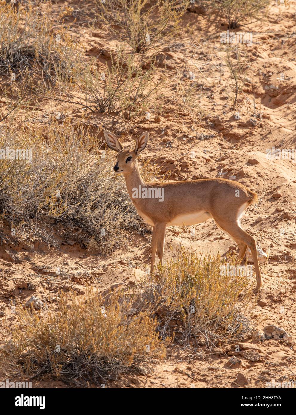 Southern steenbok hi-res stock photography and images - Alamy