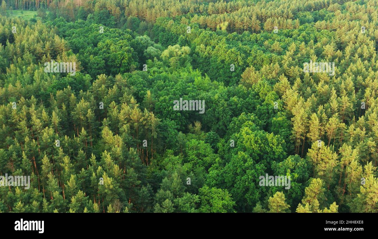 4K Aerial View Of Green Forest Landscape. Top View From High Attitude ...