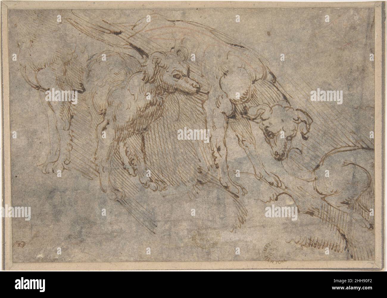 Studies of a Dog 16th century Anonymous, Netherlandish, 16th century ...