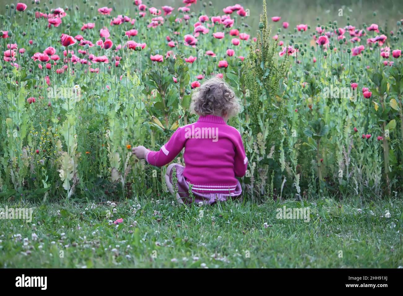 Cute little girl looking at the pink poppy flowers in the summer garden ...