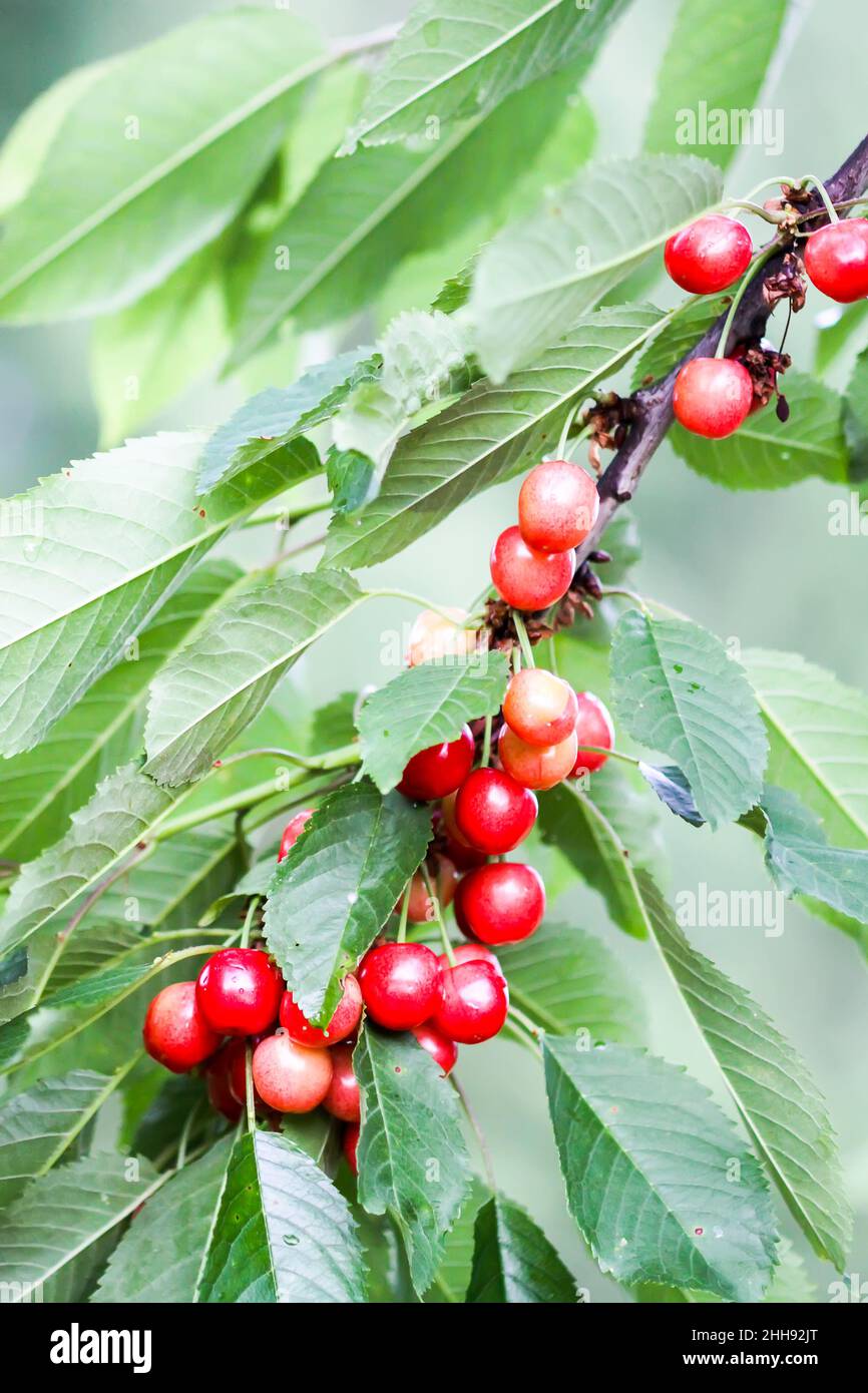 Sweet cherry fruits. Prunus avium plant Stock Photo - Alamy