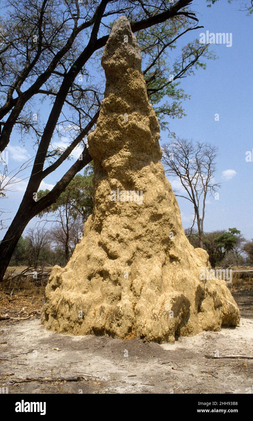 Termites mound hi-res stock photography and images - Alamy