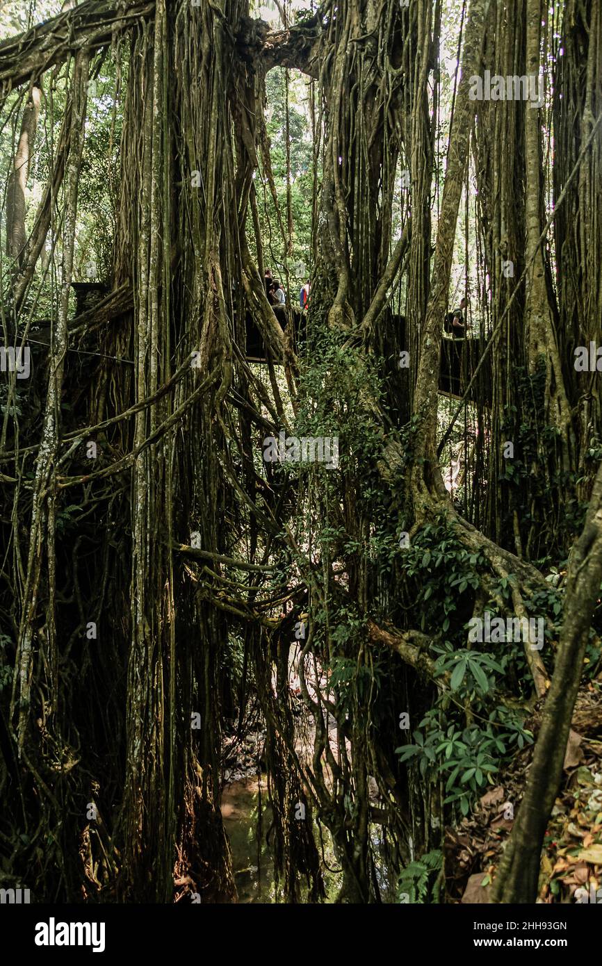 Hanging roots hi-res stock photography and images - Alamy