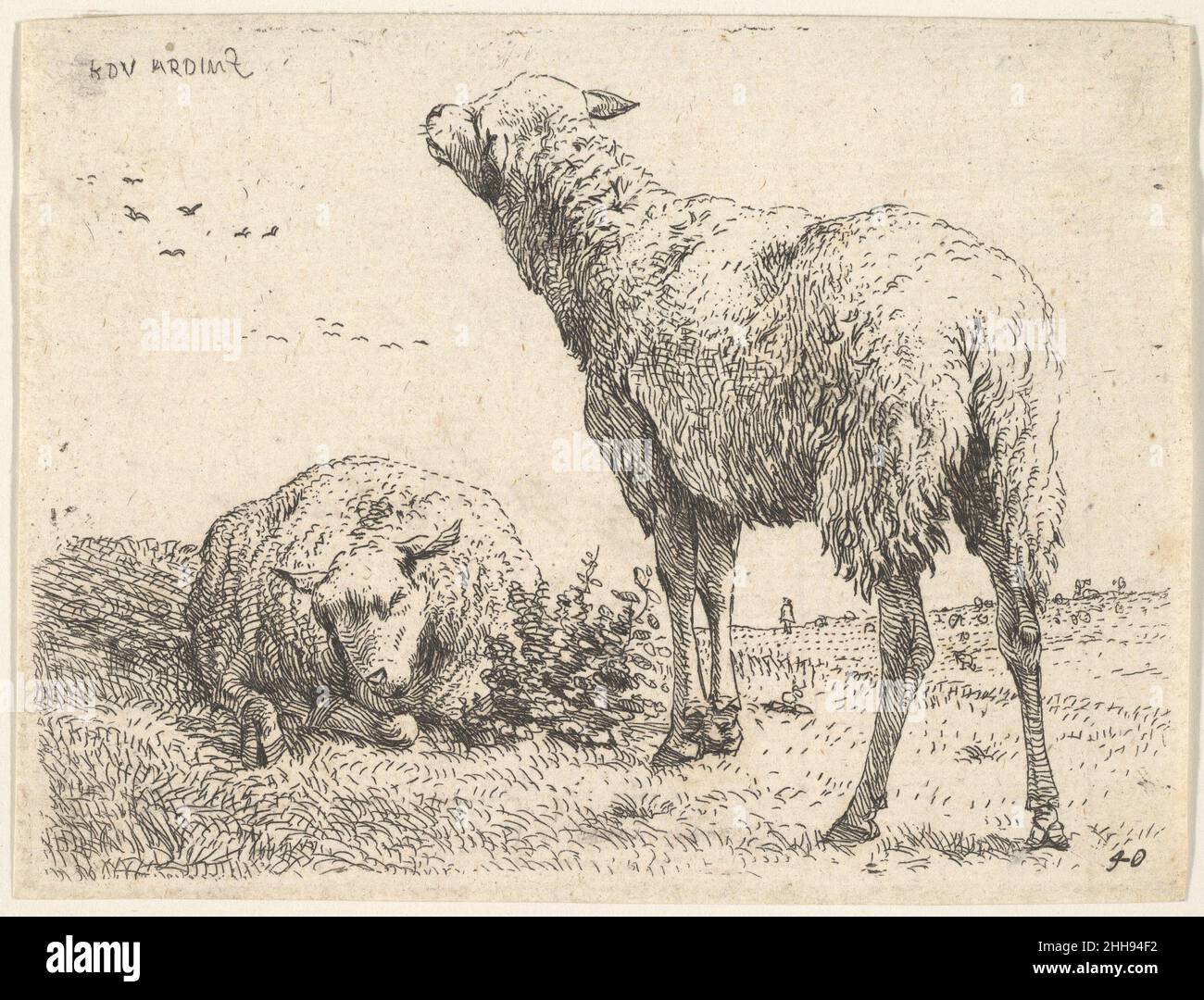 Two sheep, one shown frontally in a reclining position with its legs ...