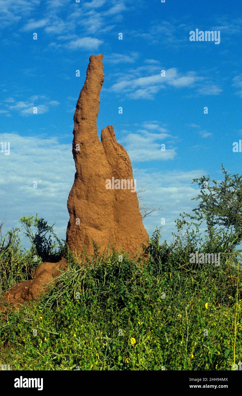 Termite mound in Kenya Stock Photo - Alamy