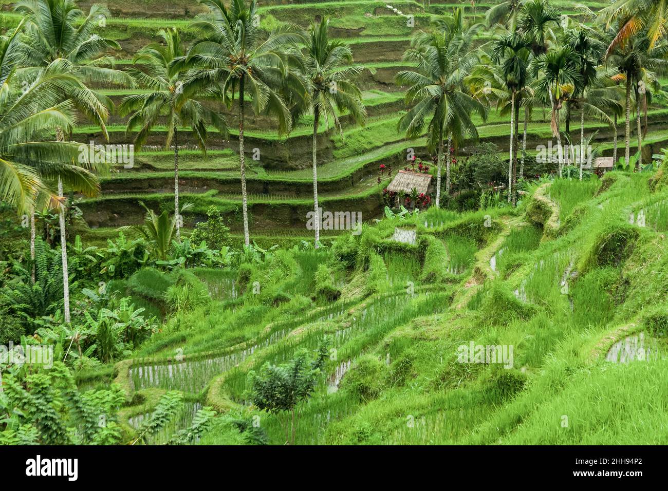 Unearthly landscape of paddy fields of Ubud, Bali, Indonesia Stock ...