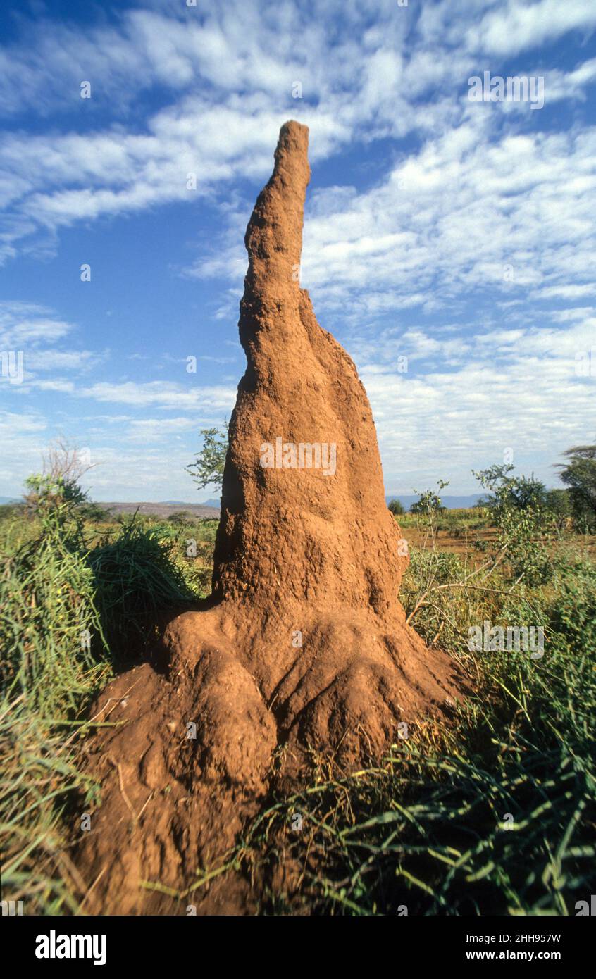 Termite mound in Kenya Stock Photo - Alamy