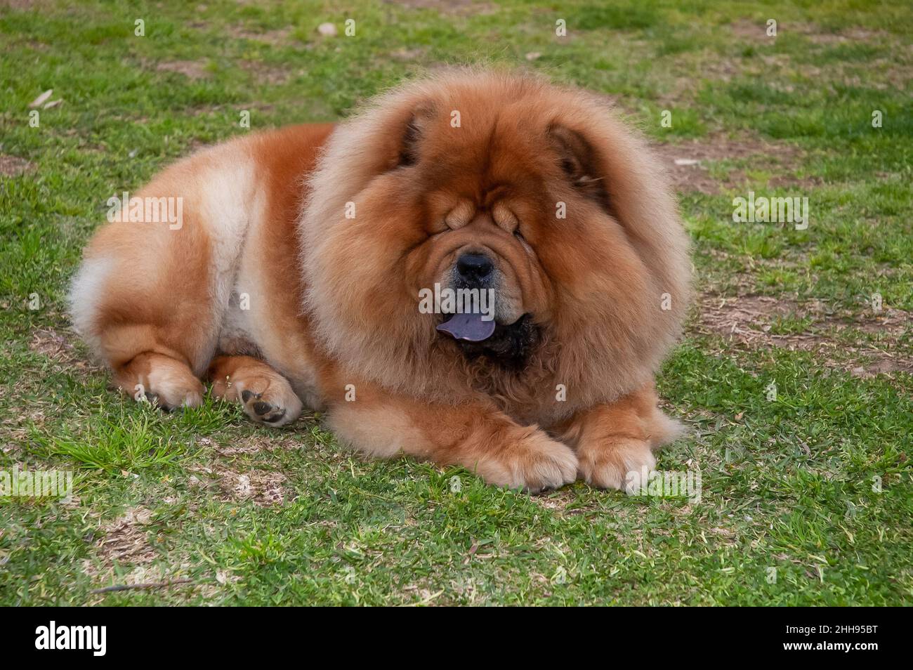 Chow chow purebred dog brown color lying on the grass Stock Photo - Alamy